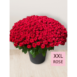 365 Rosen bestellen | 365 rote Rosen | 1 Strauß | Surprose me!