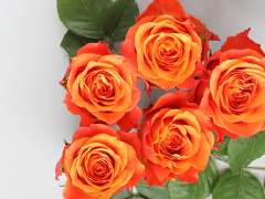 Orange Rosen bestellen | Surprose.de