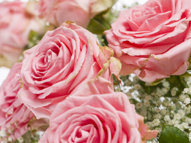 Rosa Rosen bestellen | Rosa Rosen vom Züchter | SURPROSE